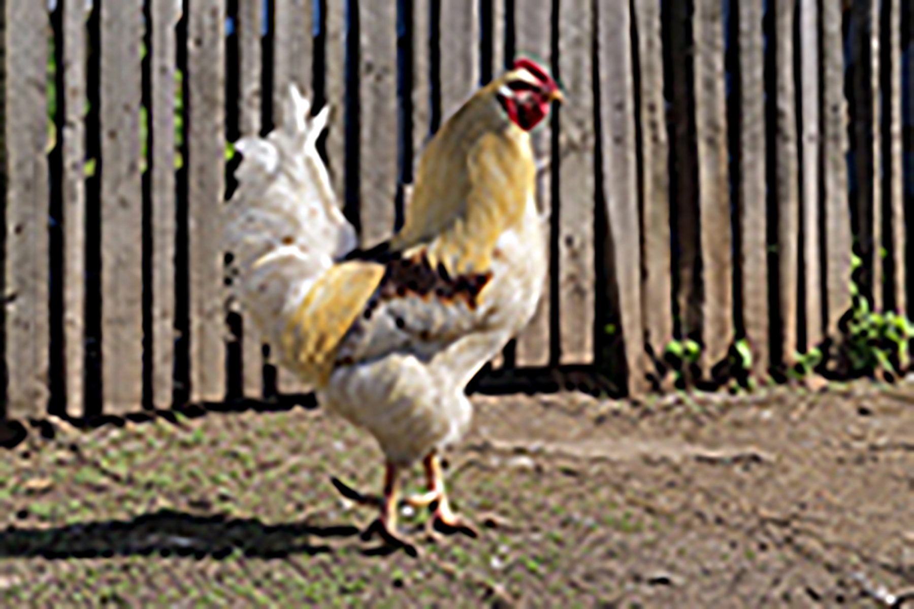 A Comprehensive Guide to Rooster Spurs - Backyard Poultry